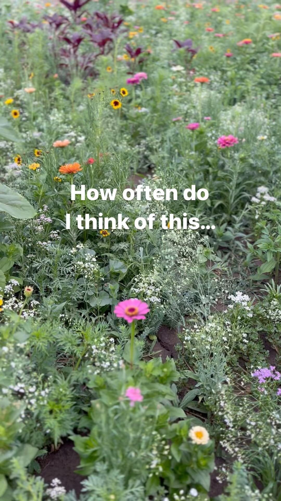 The Flower Cart Lady