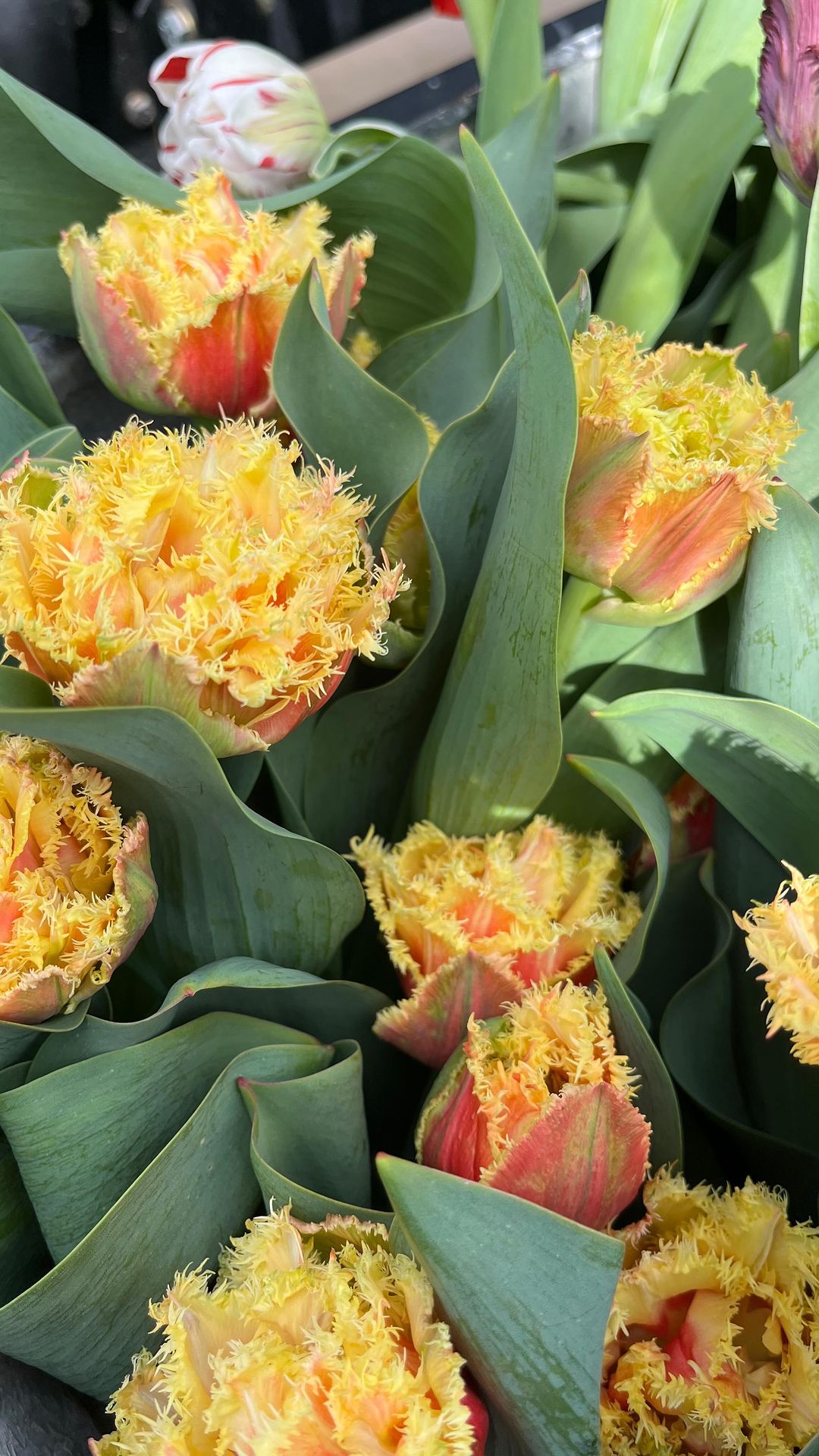 The Flower Cart Lady