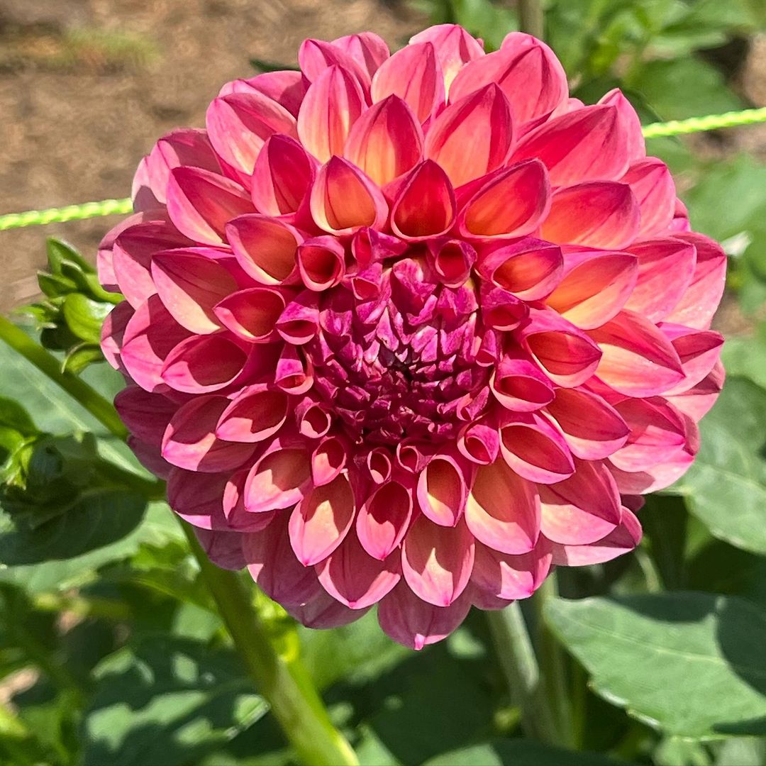 The Flower Cart Lady
